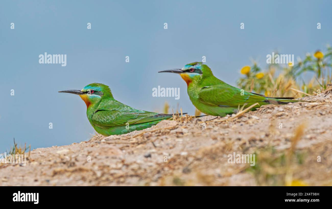 Blue-cheeked Bee-eater (Merops persicus) comes from the African ...