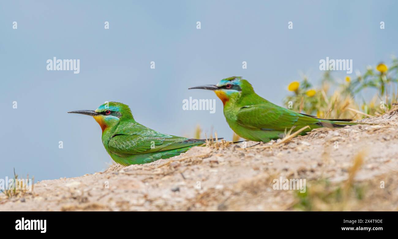 Blue-cheeked Bee-eater (Merops persicus) comes from the African ...