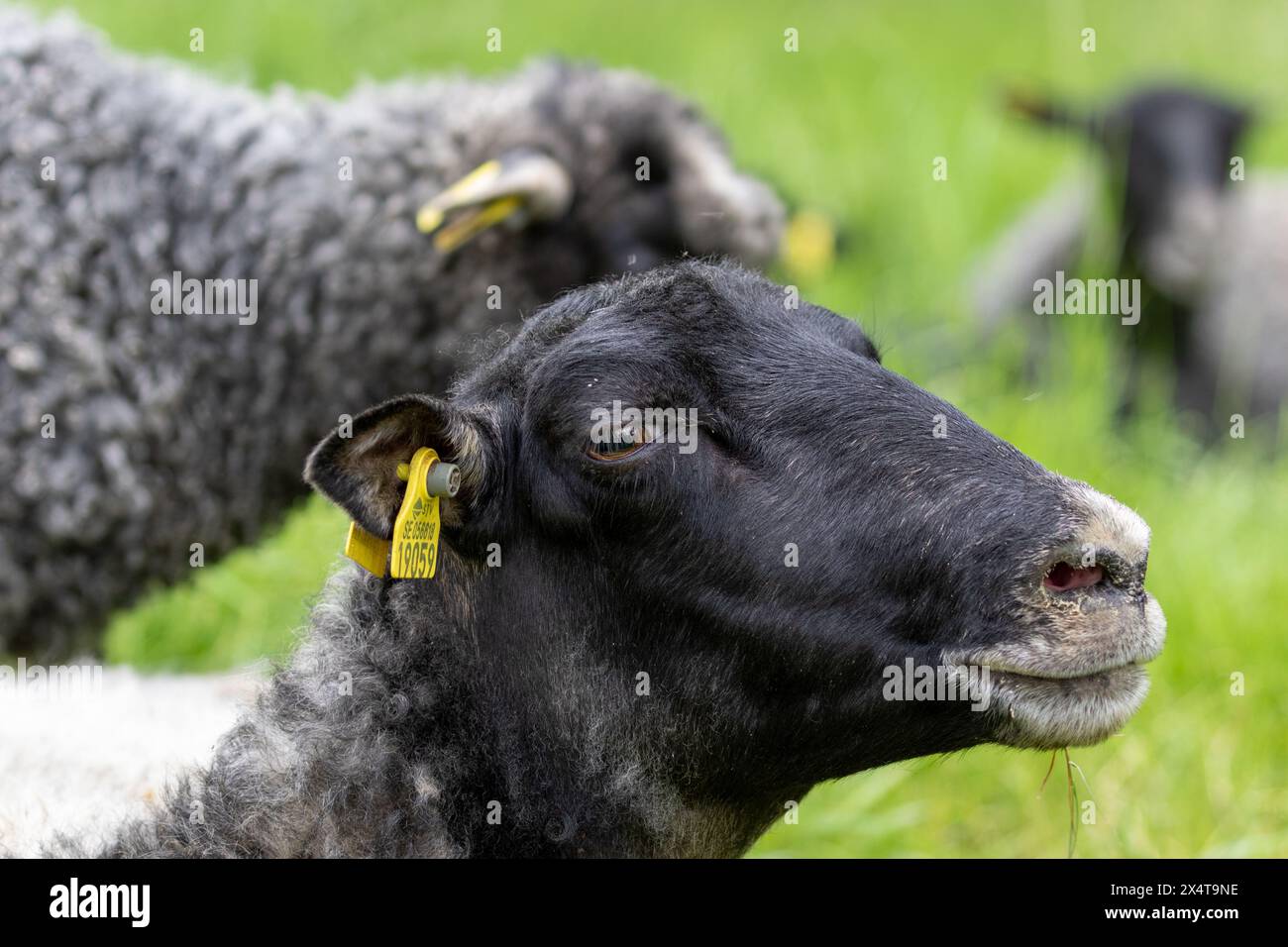 Gothenburg, Sweden - June 2 2021: Black sheep head with yellow ...