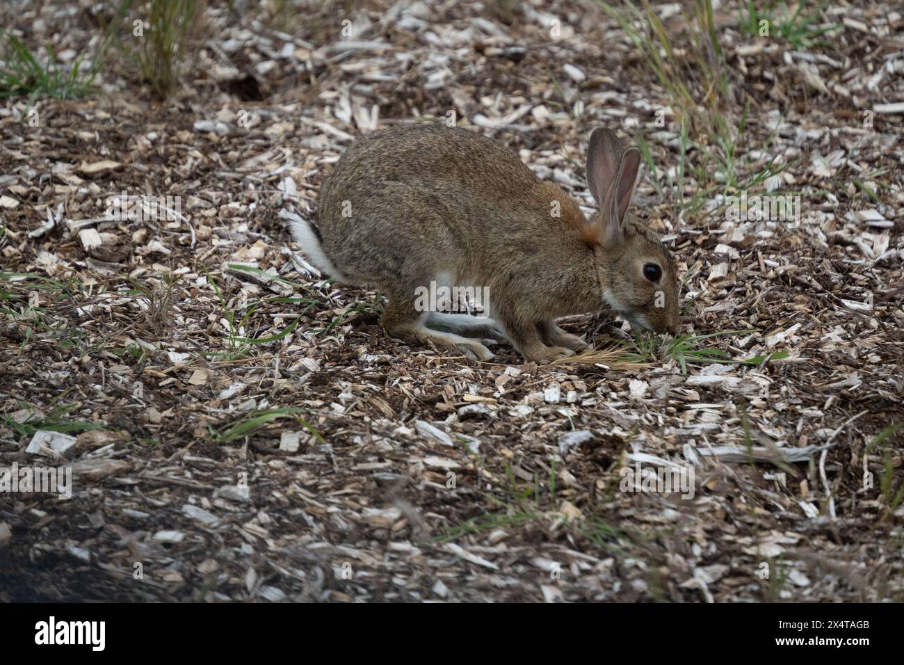 Wild rabbit on woodchip mulch eating grass. Rabbits are an agricultural ...
