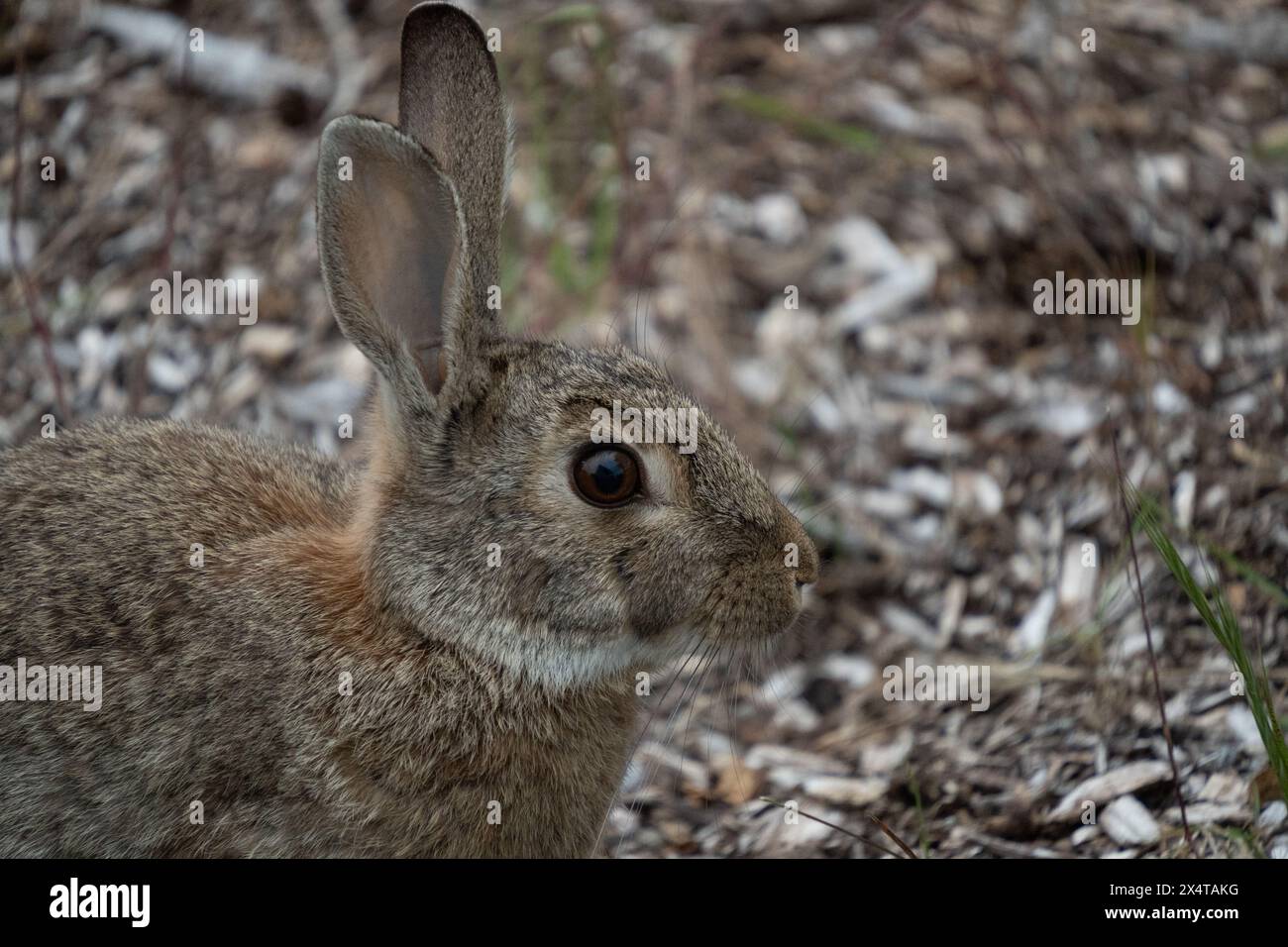 Hare face hi-res stock photography and images - Alamy