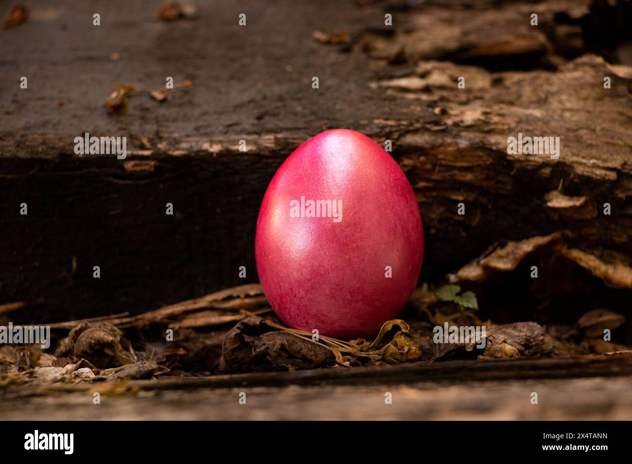 Chicken painted red egg stands on an old board on the street, Easter ...