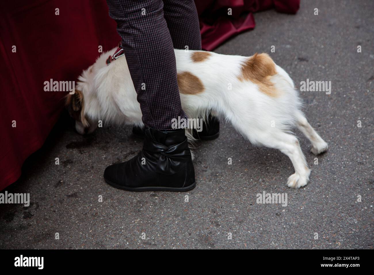 Dog sniffing ground between owner's legs Stock Photo - Alamy