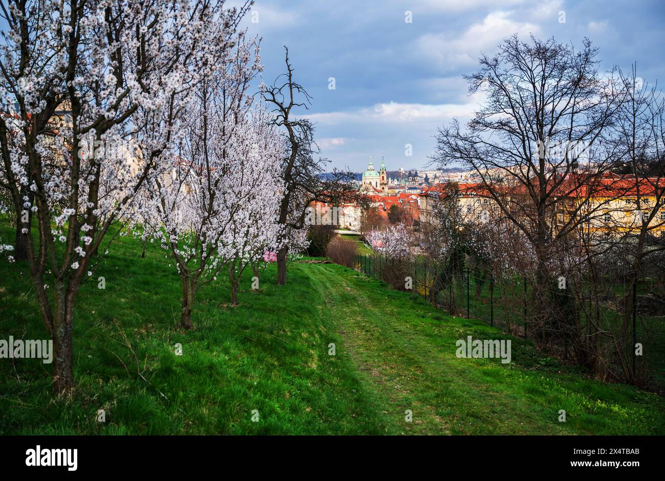 Flowering almond tree in Strahov garden near Prague castle, springtime ...