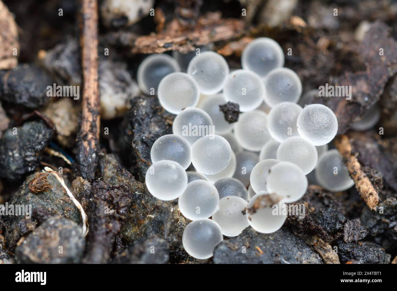 Snail eggs hi-res stock photography and images - Alamy