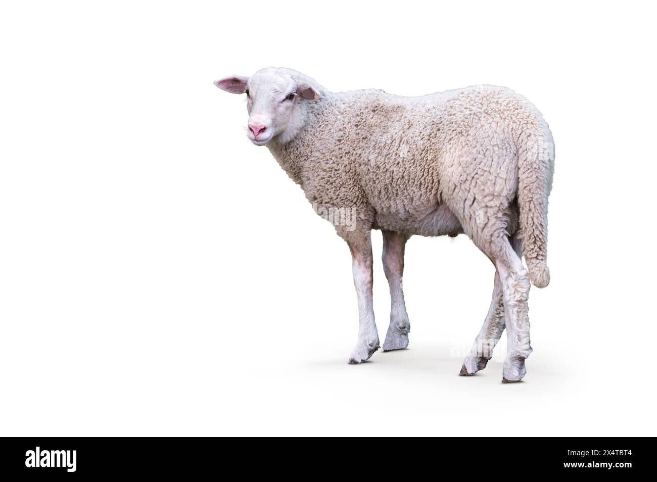 Young sheep isolated on white background. Side view Stock Photo - Alamy