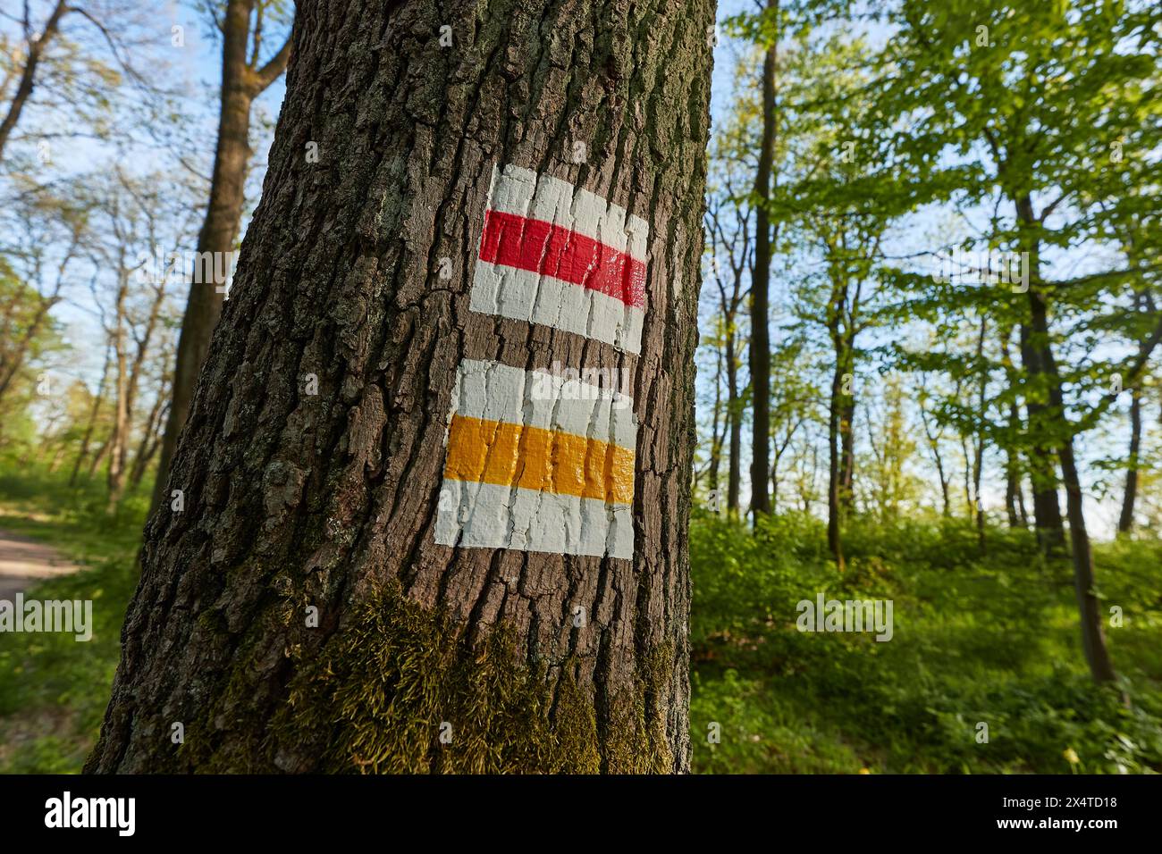 Hiking trail signs in a forest Stock Photo - Alamy