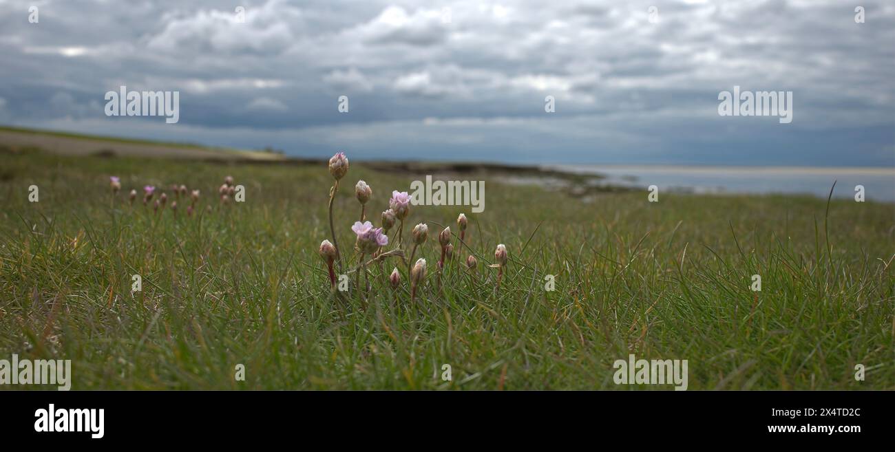 Engels gras in de kwelder aan de waddenkust waar het altijd waait Stock ...