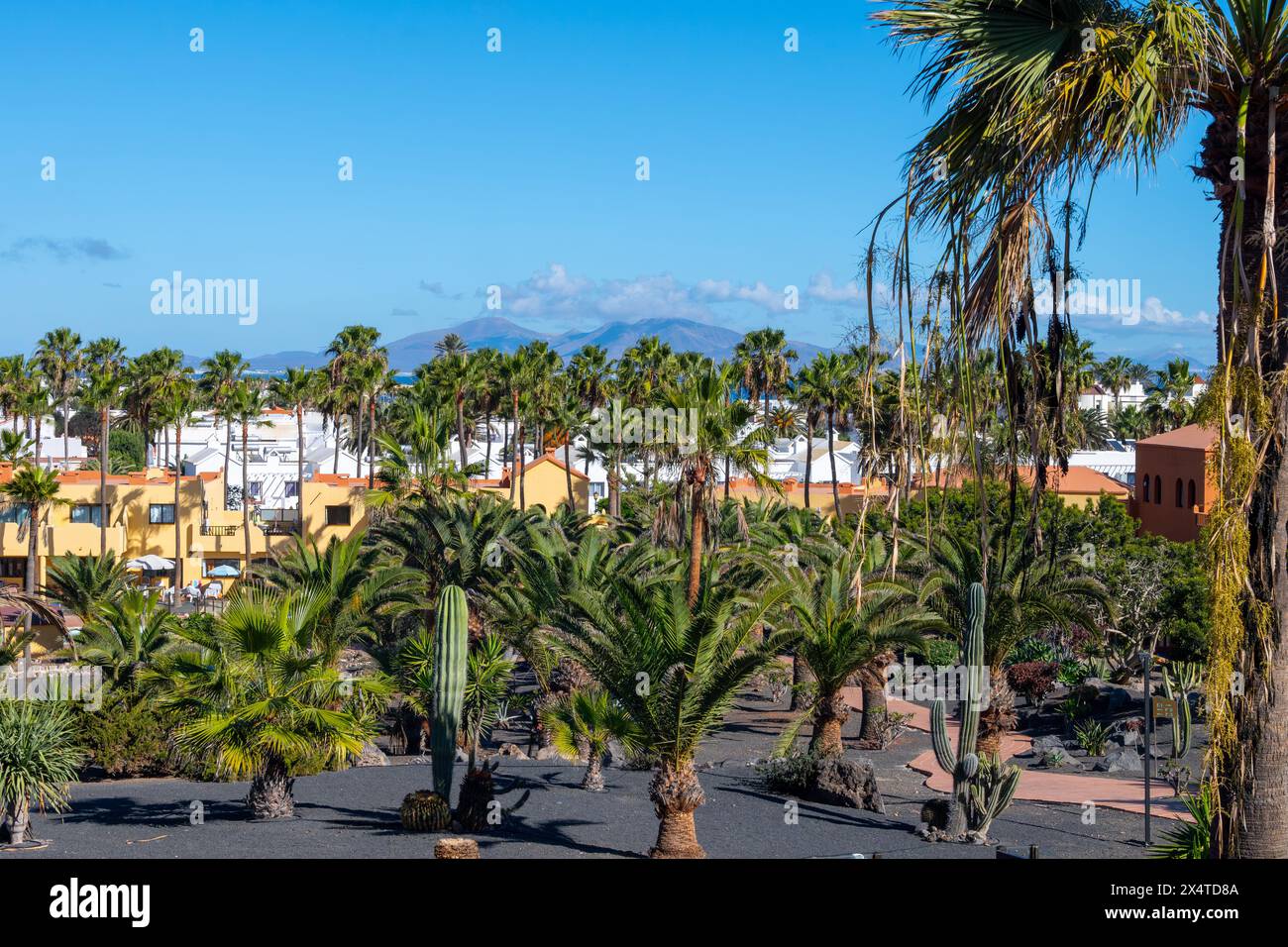 Palm tree alley on luxury resort in Costa Calma village, Fuerteventura ...