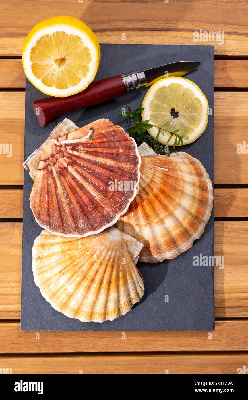 Atlantic bay scallops coquille St. James sea shells, catch of the day ...