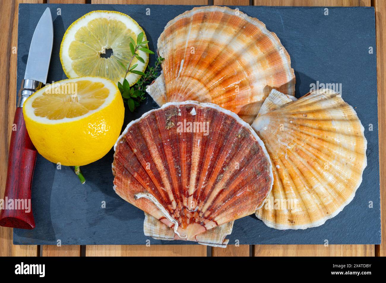 Atlantic bay scallops coquille St. James sea shells, catch of the day ...