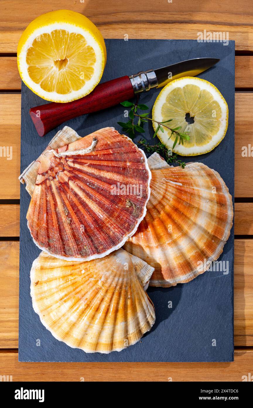 Atlantic bay scallops coquille St. James sea shells, catch of the day ...