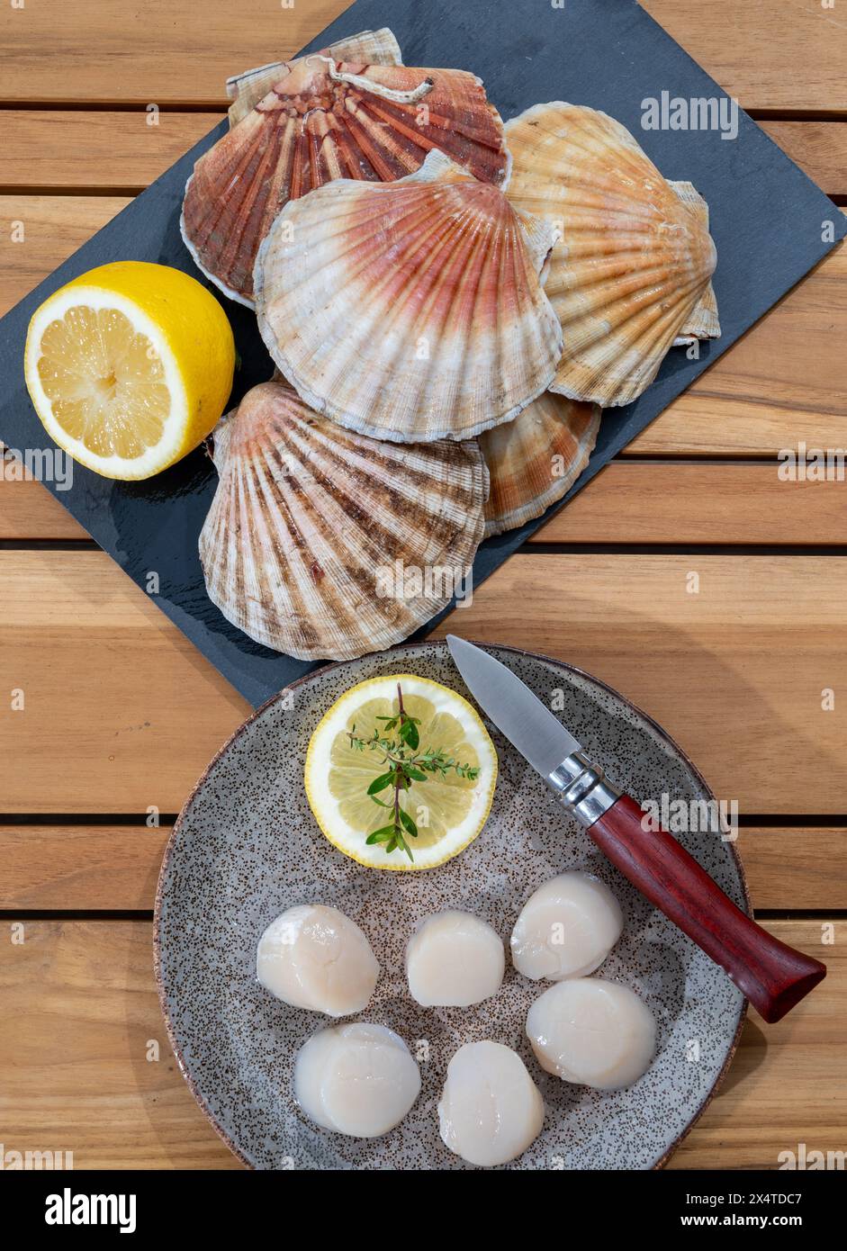 Atlantic bay scallops coquille St. James sea shells, in shells and ...