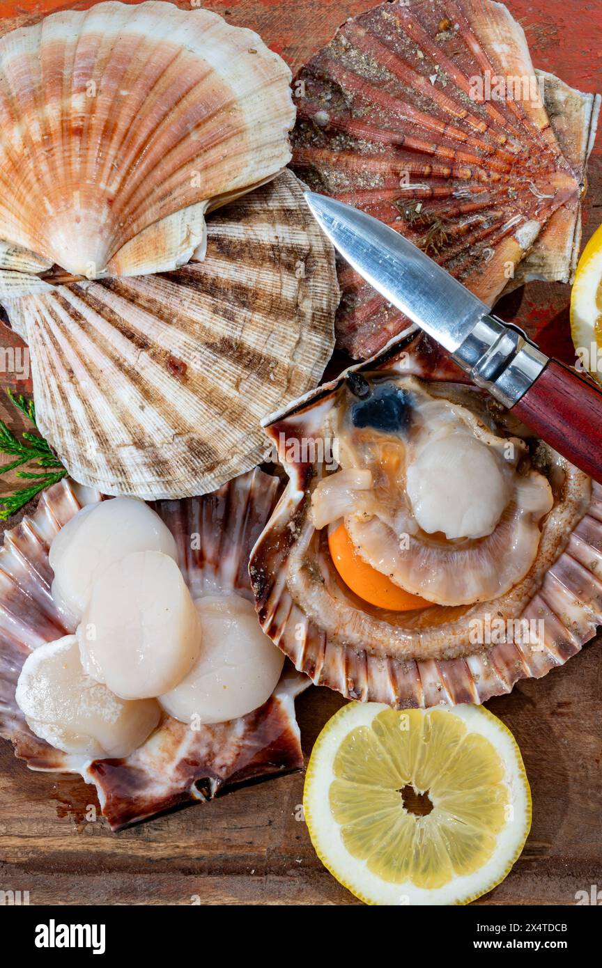Atlantic bay scallops coquille St. James sea shells, in shells and ...