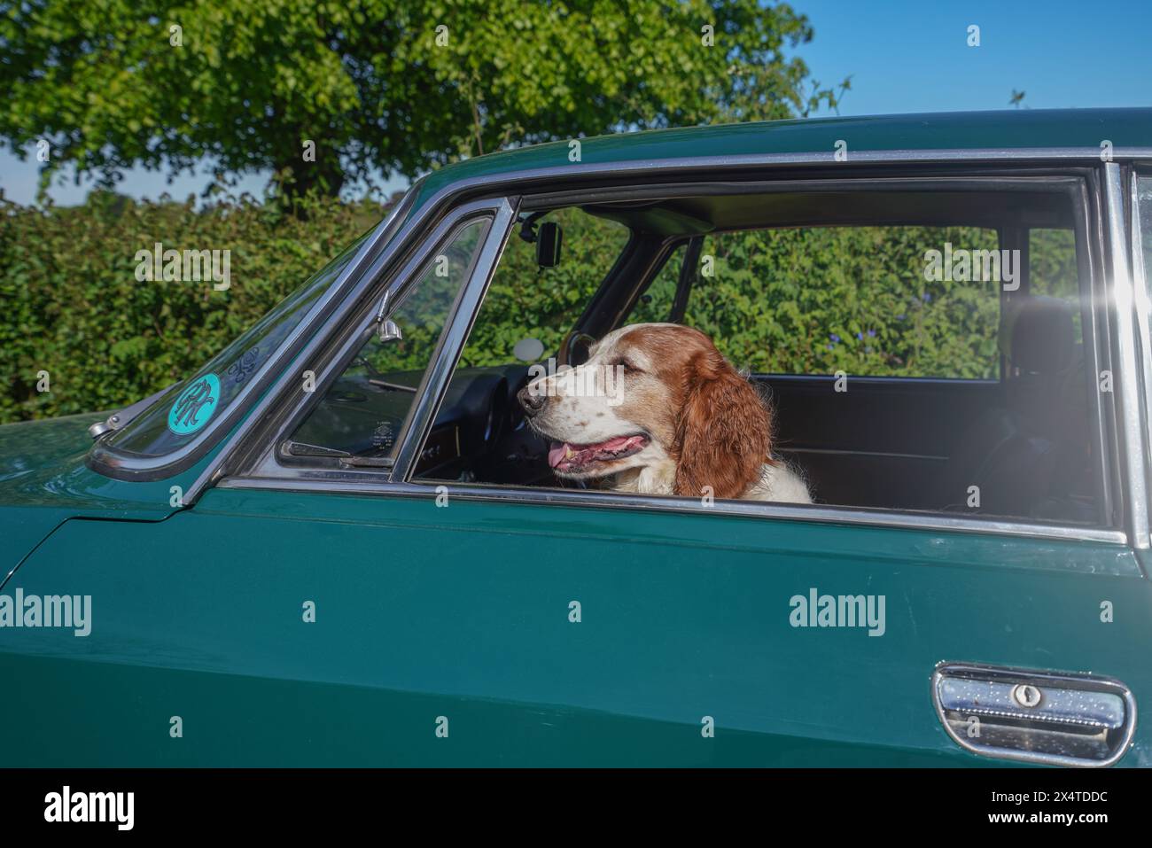 Wimbledon, London, UK. 5 May, 2024. A cocker spaniel sits in a Alfa ...