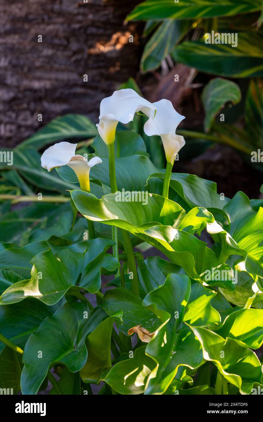 Plants of white calla lily flowers growing and blossoming around garden ...