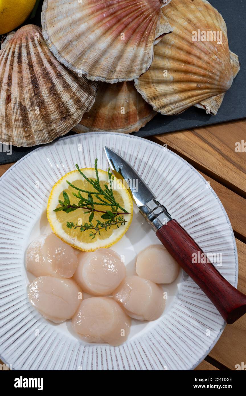 Atlantic bay scallops coquille St. James sea shells, in shells and ...