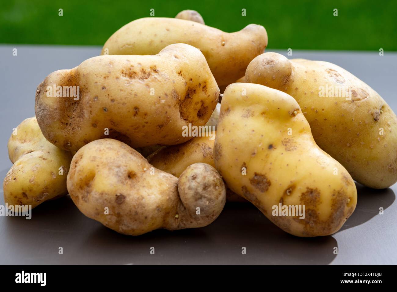 Ratte potato, La Ratte, La Reine Ratte du Touquet, or Asparges small ...