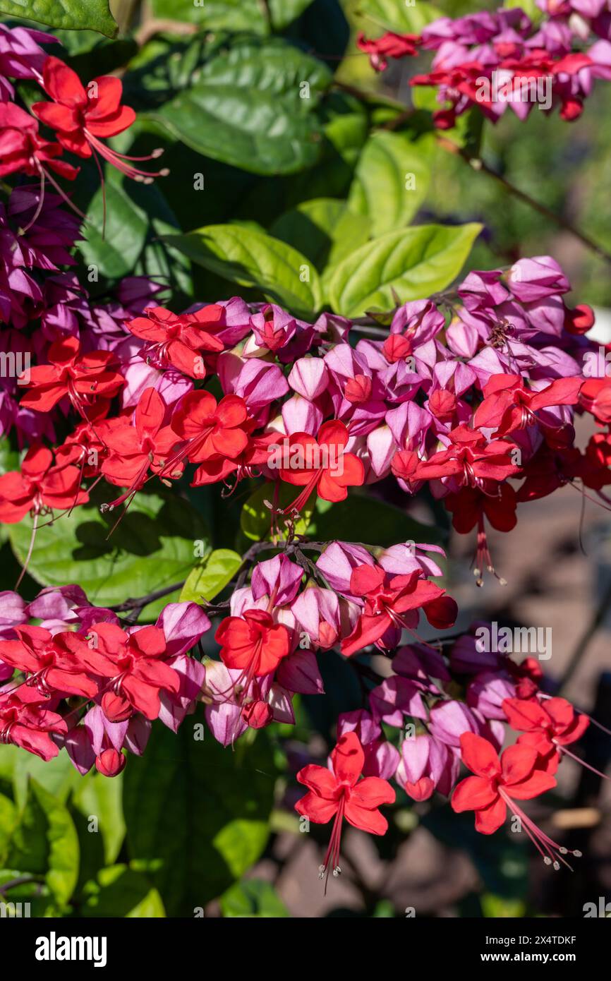 Pink flowers of clerodendrum thomsoniae bleeding glory-bower blossoming ...
