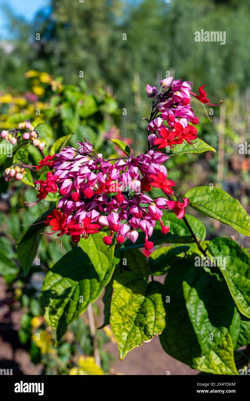 Pink flowers of clerodendrum thomsoniae bleeding glory-bower blossoming ...