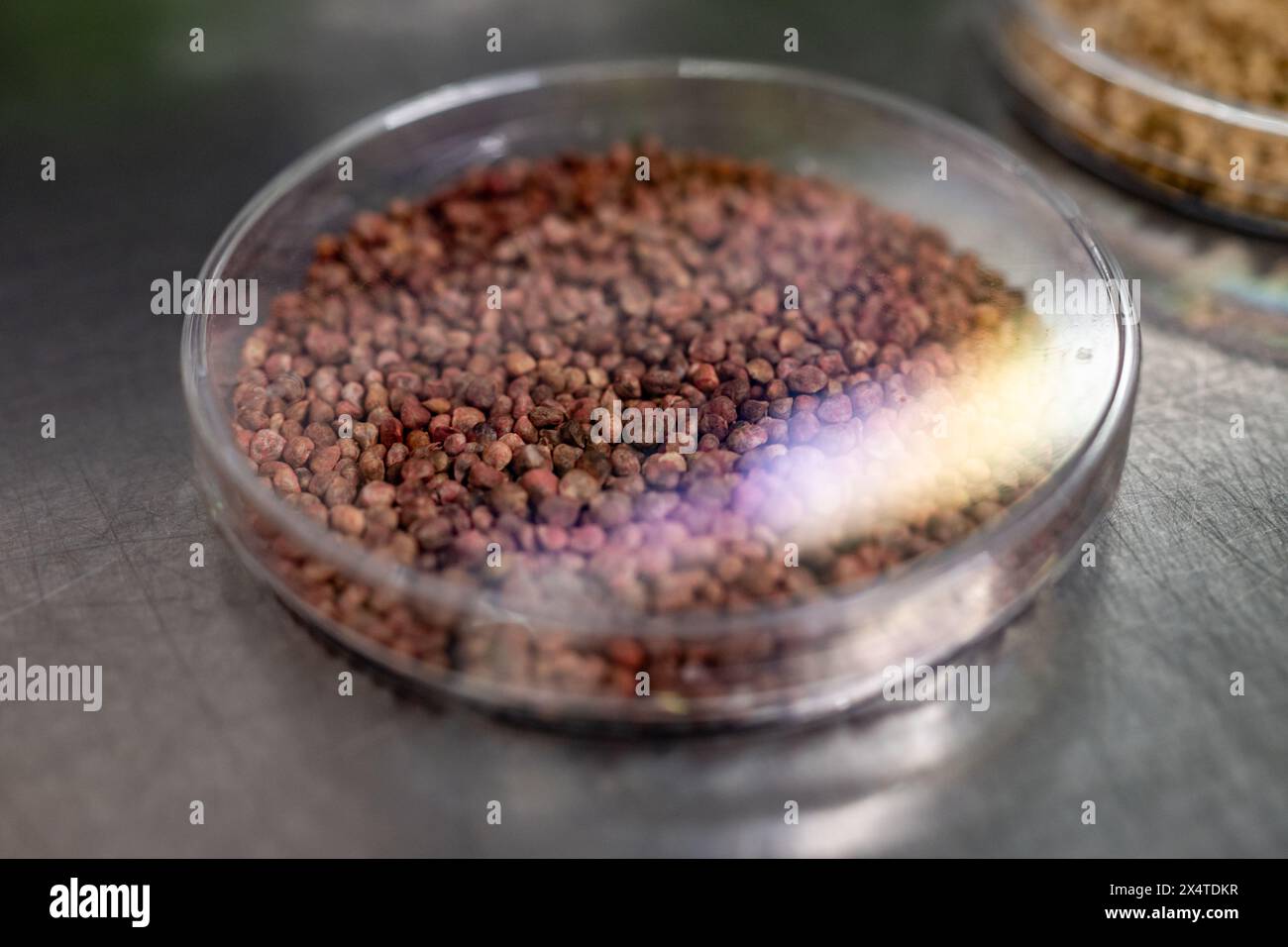 Samples in box of new legumes and vegetables seeds varieties in seed ...