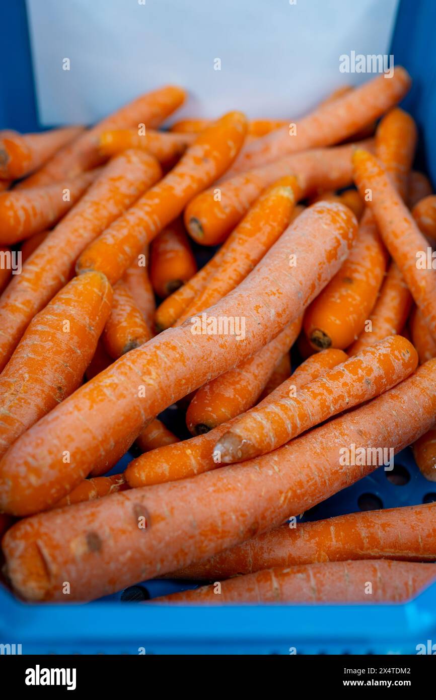 Different types and sizes of non standard orange carrots in plastic box ...