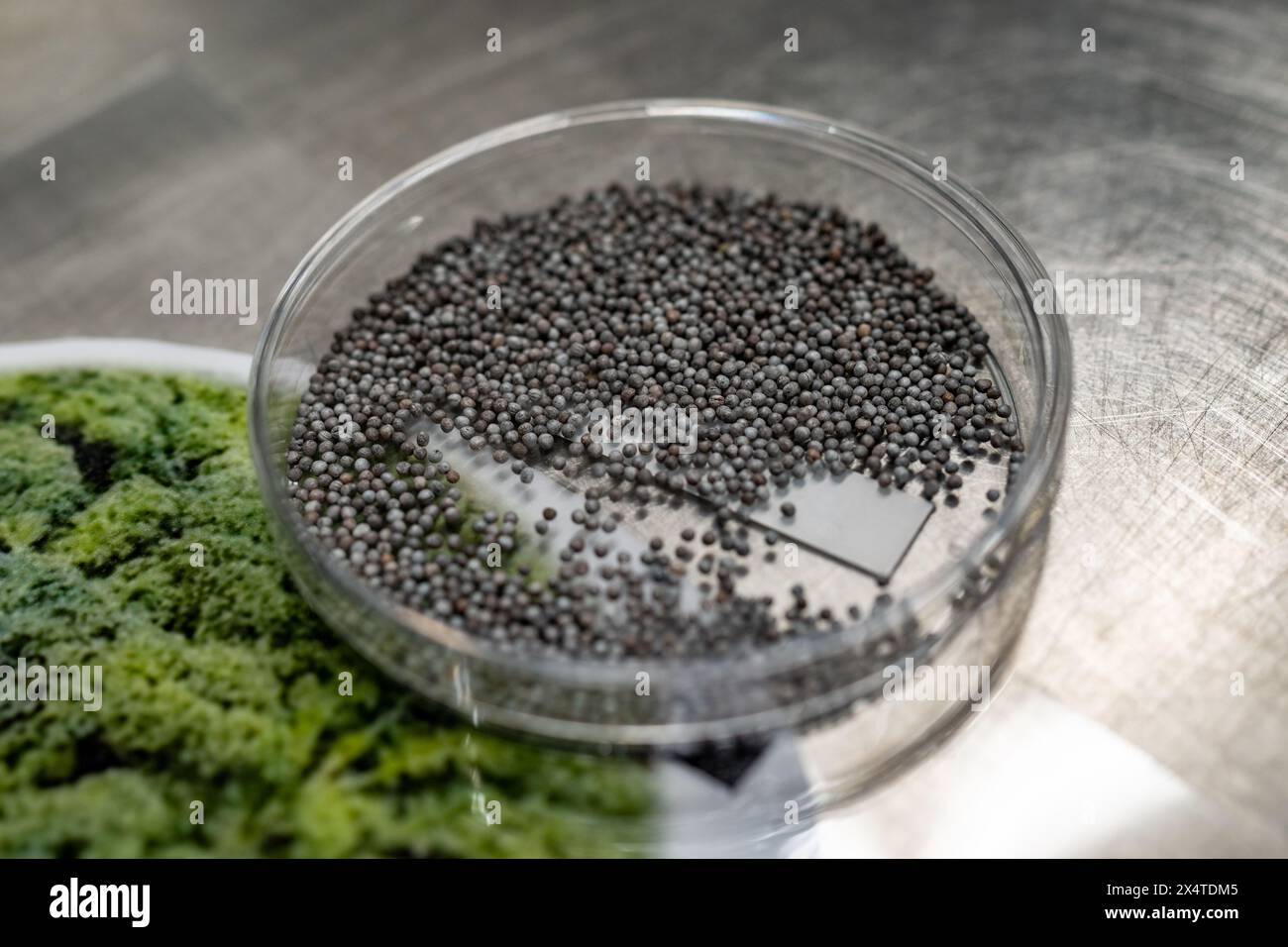 Samples in box of new legumes and vegetables seeds varieties in seed ...