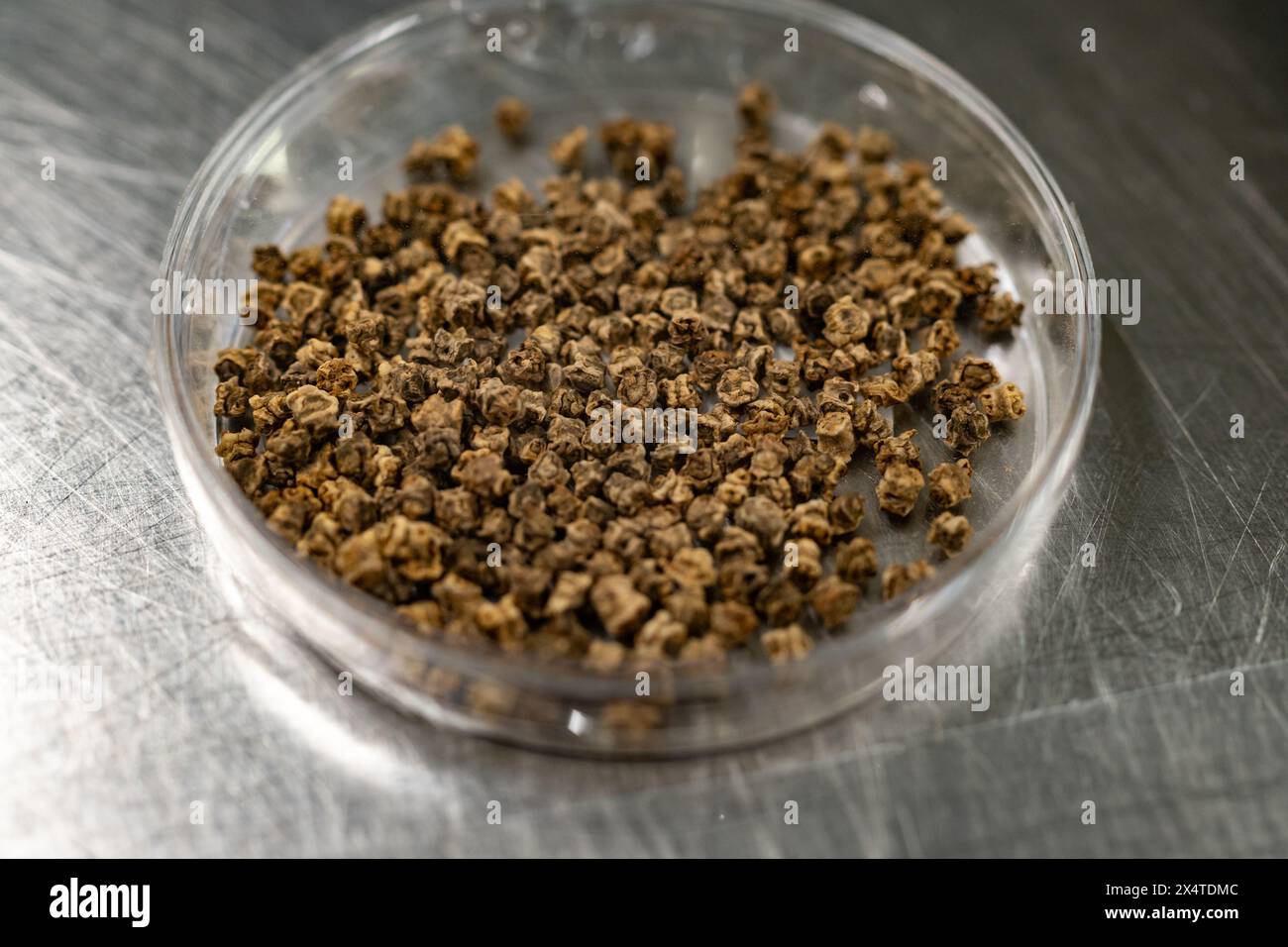 Samples in box of new legumes and vegetables seeds varieties in seed ...