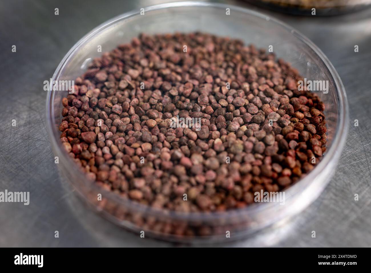 Samples in box of new legumes and vegetables seeds varieties in seed ...