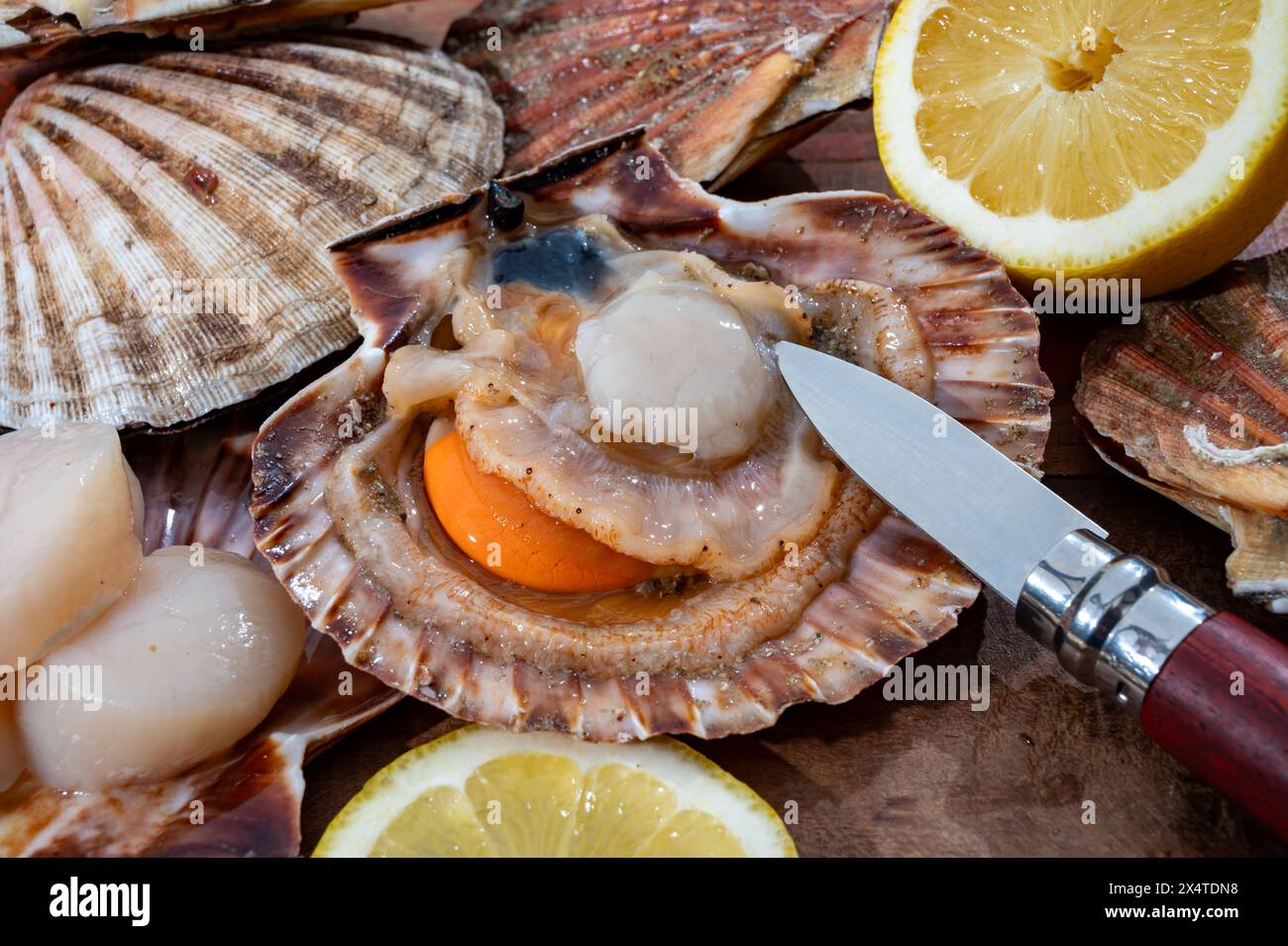 Atlantic bay scallops coquille St. James sea shells, in shells and ...