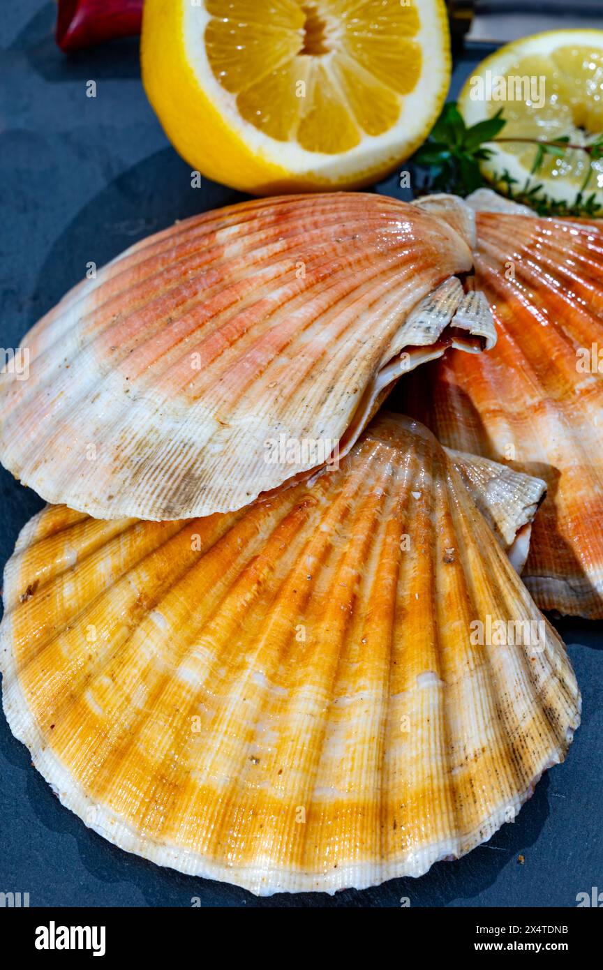 Atlantic bay scallops coquille St. James sea shells, catch of the day ...