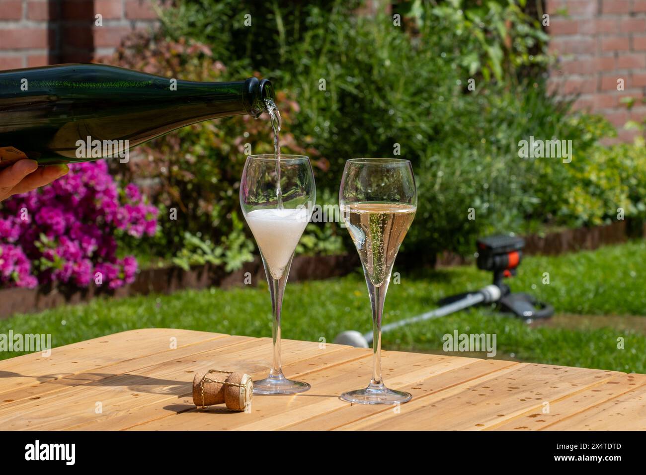 Picnic in summer garden with glasses of brut champagne sparkling wine or cava, cremant produced ...