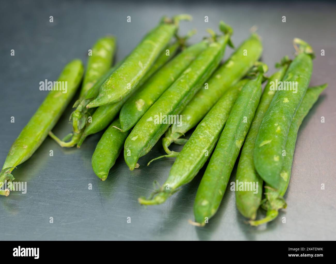 Harvest of experimental new legumes and vegetables varieties in seed ...