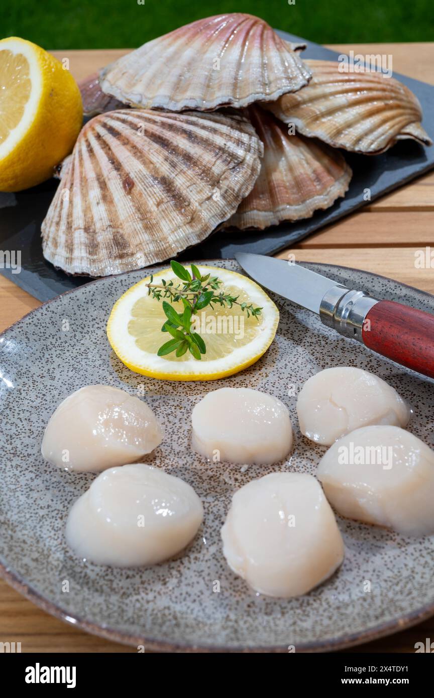 Atlantic bay scallops coquille St. James sea shells, in shells and ...