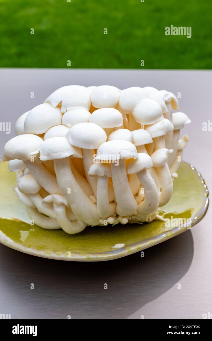 White and brown shimeji edible mushrooms native to East Asia, buna ...