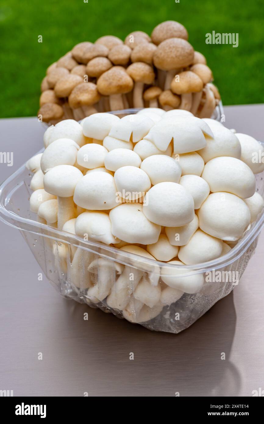 White and brown shimeji edible mushrooms native to East Asia, buna ...