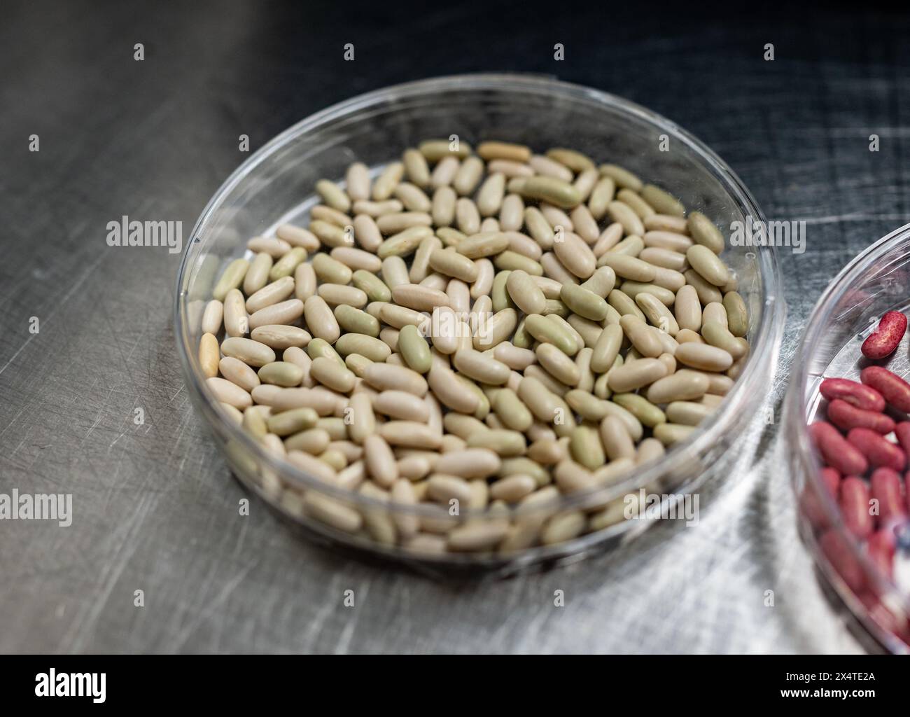 Samples in box of new legumes and vegetables seeds varieties in seed ...