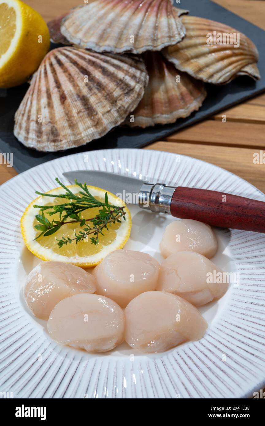 Atlantic bay scallops coquille St. James sea shells, in shells and ...