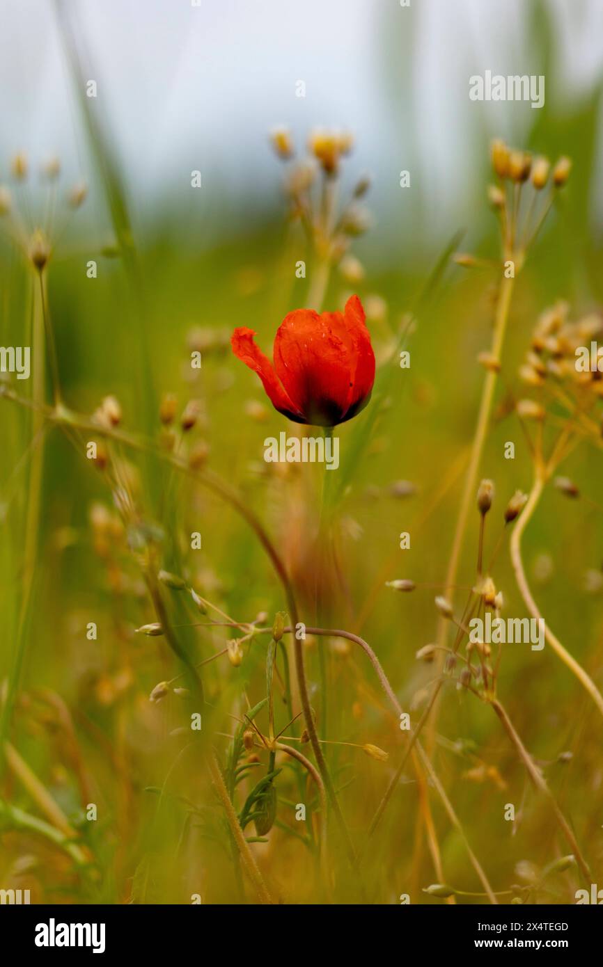 Klatschmohnfelder hi-res stock photography and images - Alamy