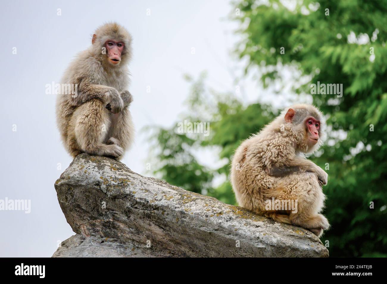 Japanese macaque at Ueno Zoo in Tokyo, Japan. Ueno Zoological Gardens ...