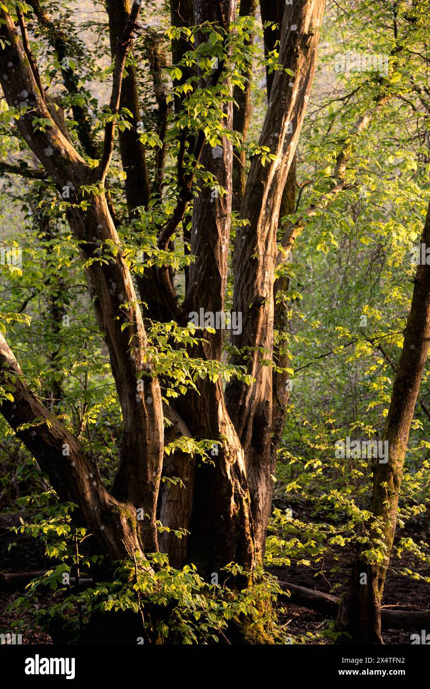 Beautiful Spring morning glow landscape image of forest with side light ...
