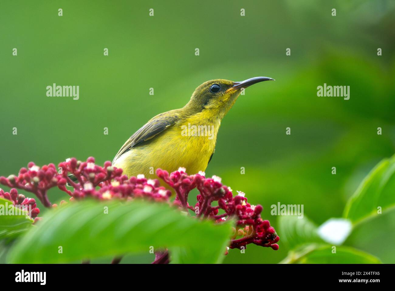 Cinnyris ornatus hi-res stock photography and images - Alamy