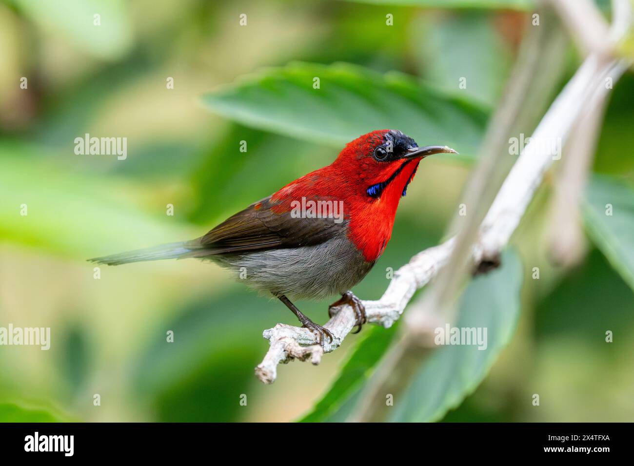Crimson sunbird (Aethopyga nipalensis) stunning red male bird close up ...