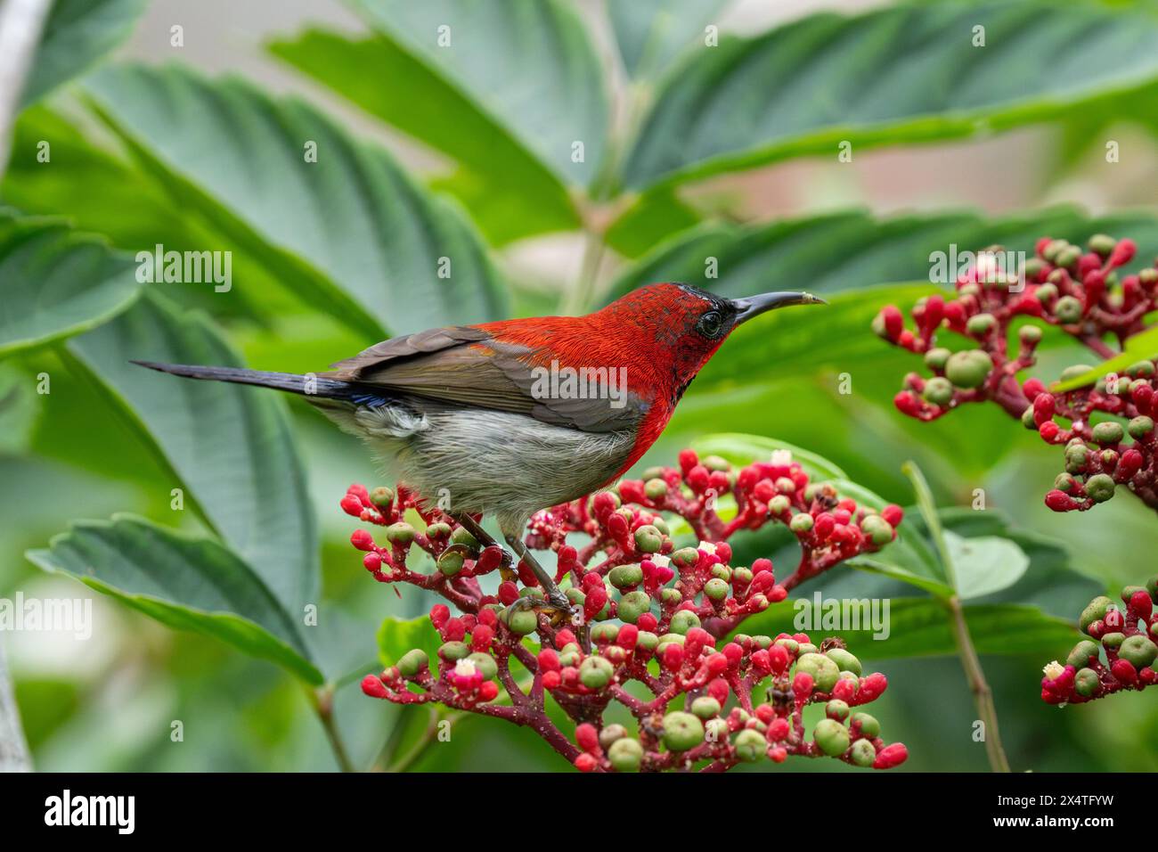 Crimson sunbird (Aethopyga nipalensis) stunning red male bird close up ...