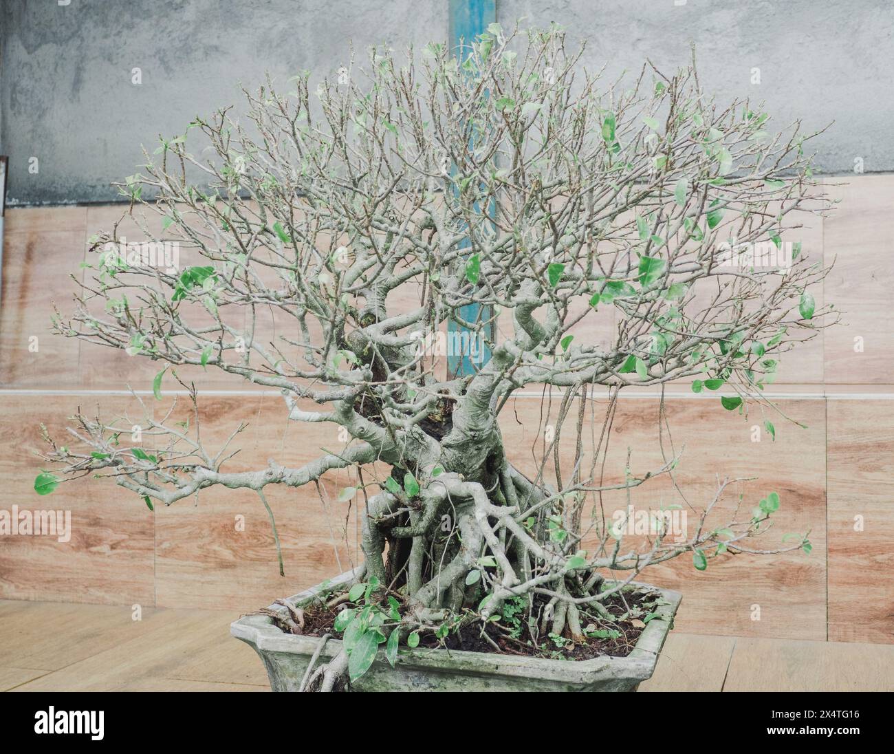 Chinese banyan leaf hi-res stock photography and images - Alamy