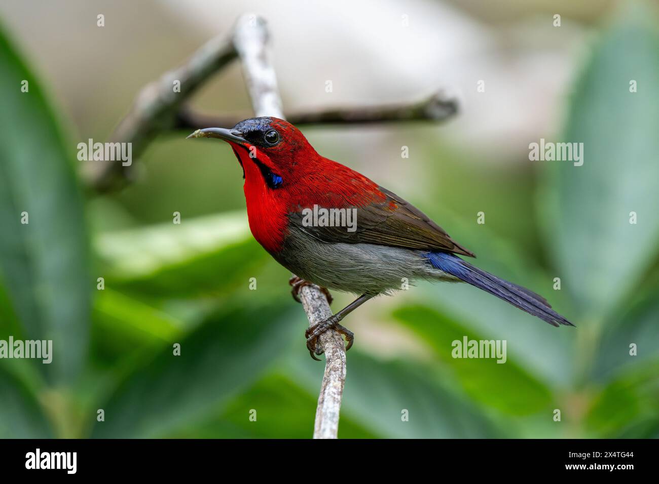 Crimson sunbird (Aethopyga nipalensis) stunning red male bird close up ...