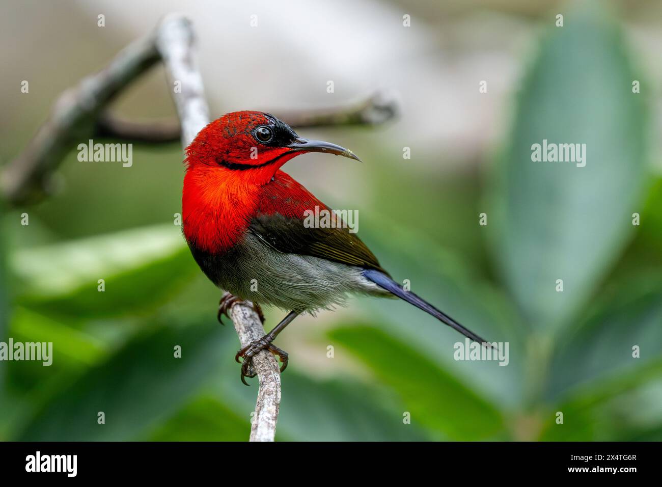 Crimson sunbird (Aethopyga nipalensis) stunning red male bird close up ...