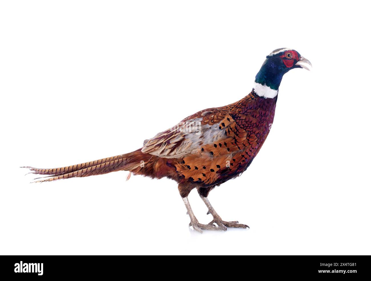 male european pheasant in front of white background Stock Photo - Alamy