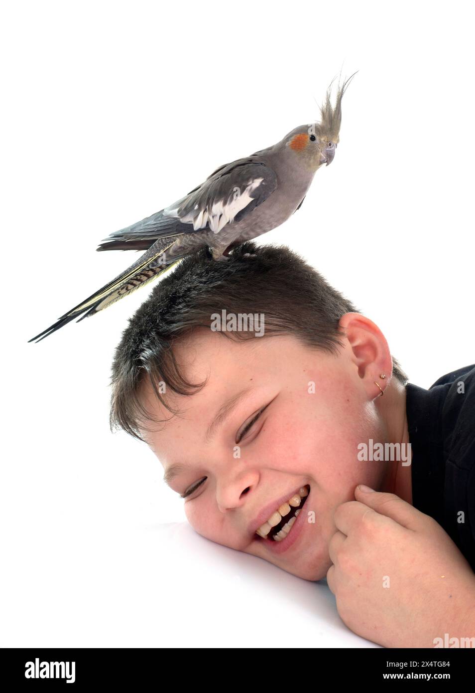 young Cockatiel on boy in front of white background Stock Photo - Alamy