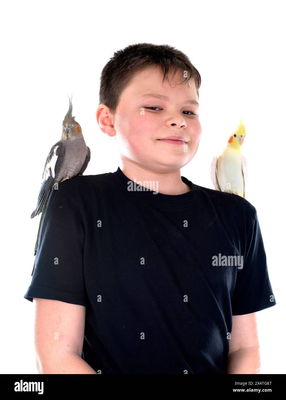 young Cockatiel and boy in front of white background Stock Photo - Alamy